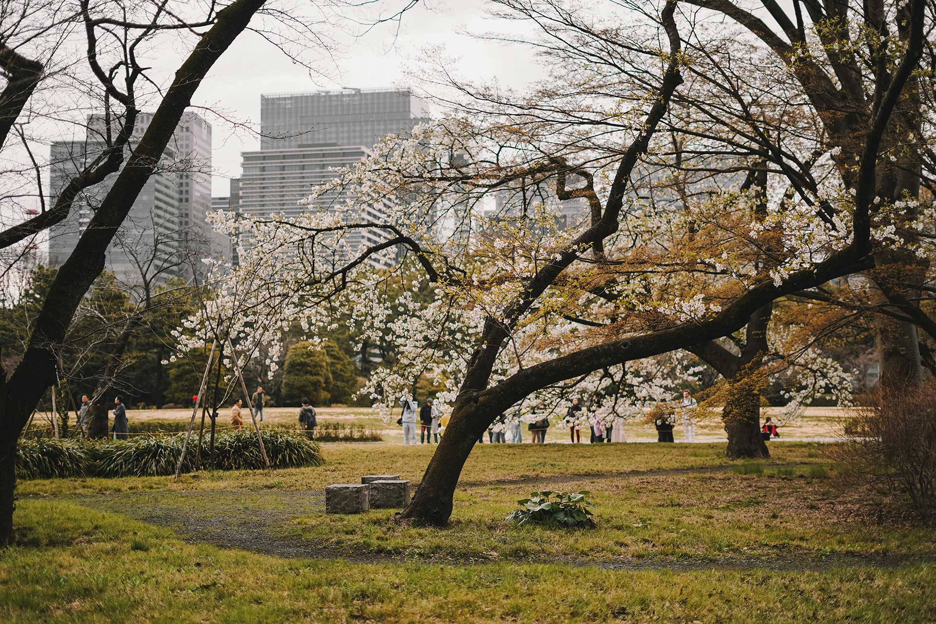 Best Spring Meditation Techniques for Seasonal Renewal and Mindfulness